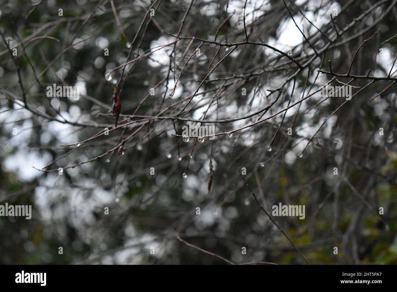 Wet tree branches in hi-res stock photography and images - Alamy
