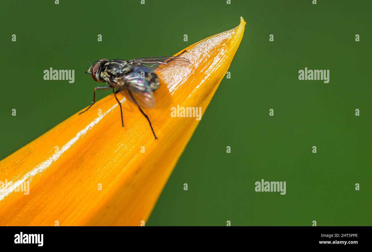 Closeup of the fly on the tip of a flower petal Stock Photo - Alamy