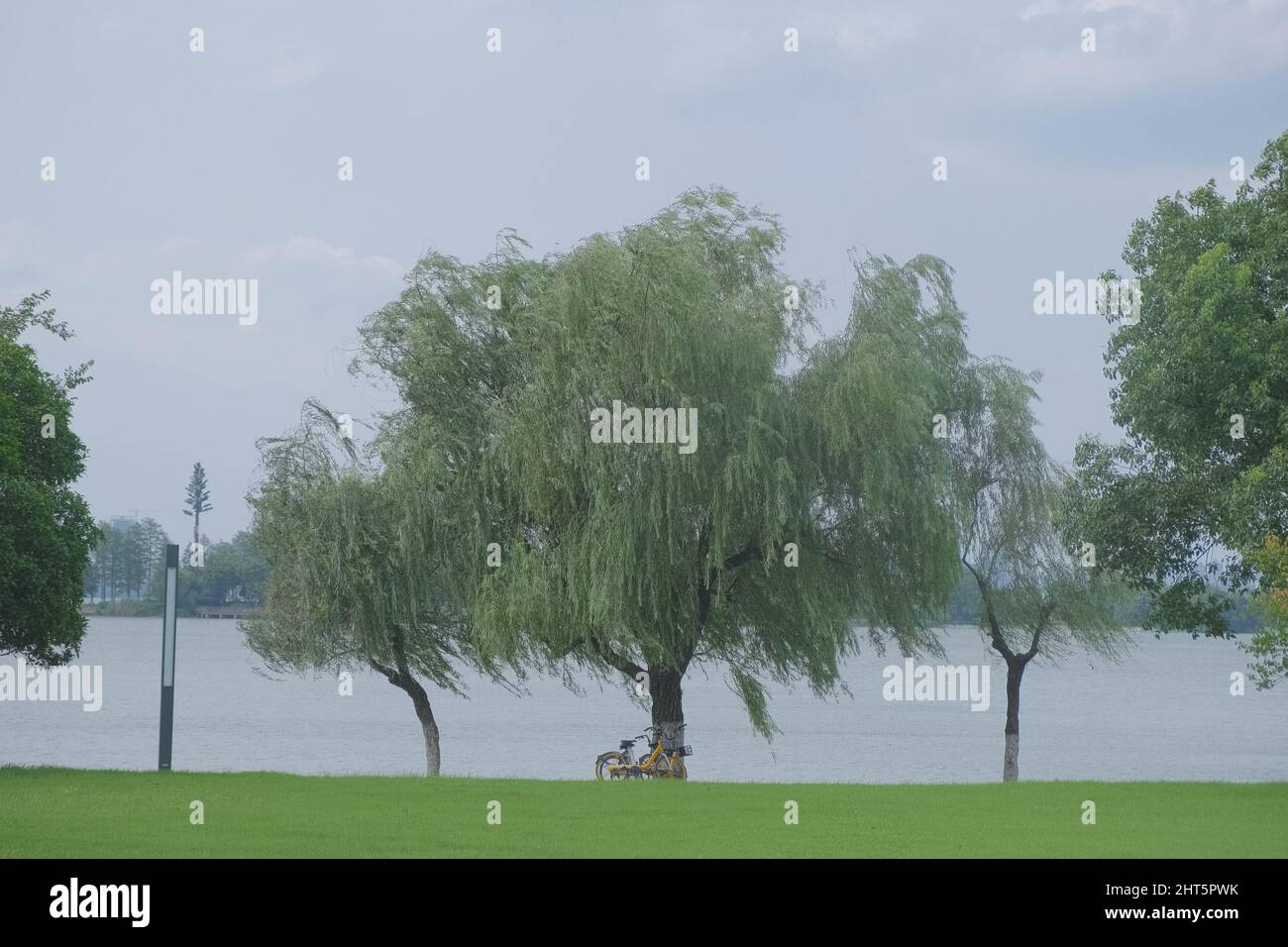 Large weeping willow tree Stock Photo - Alamy