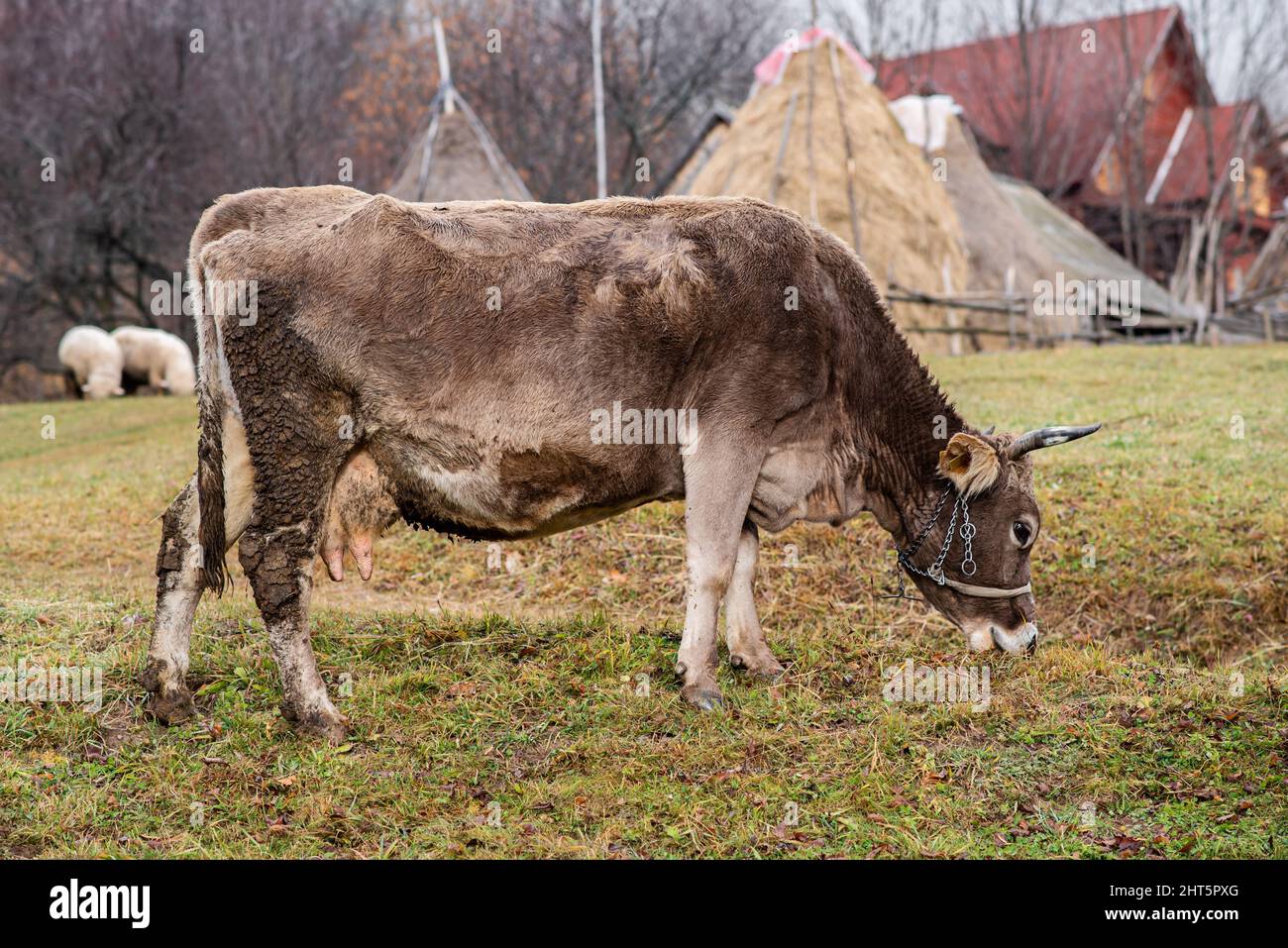 Dirty Tyrolean Grey eating grass in a farm Stock Photo - Alamy