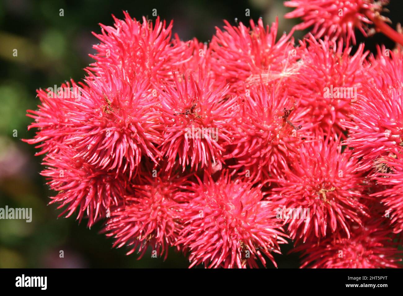 Closeup of red prickly flowers in sunlight on a blurry green background ...