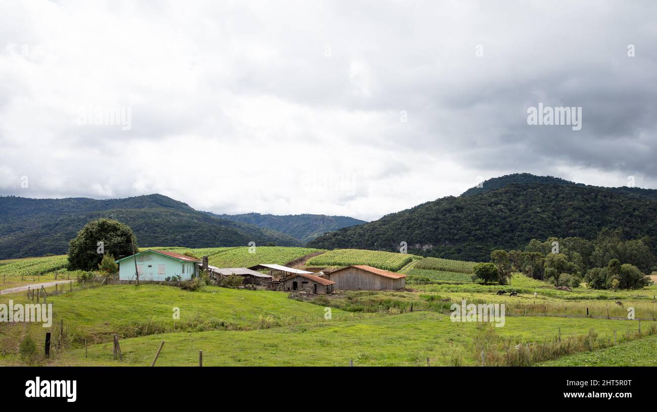 Maize field brazil hi-res stock photography and images - Alamy