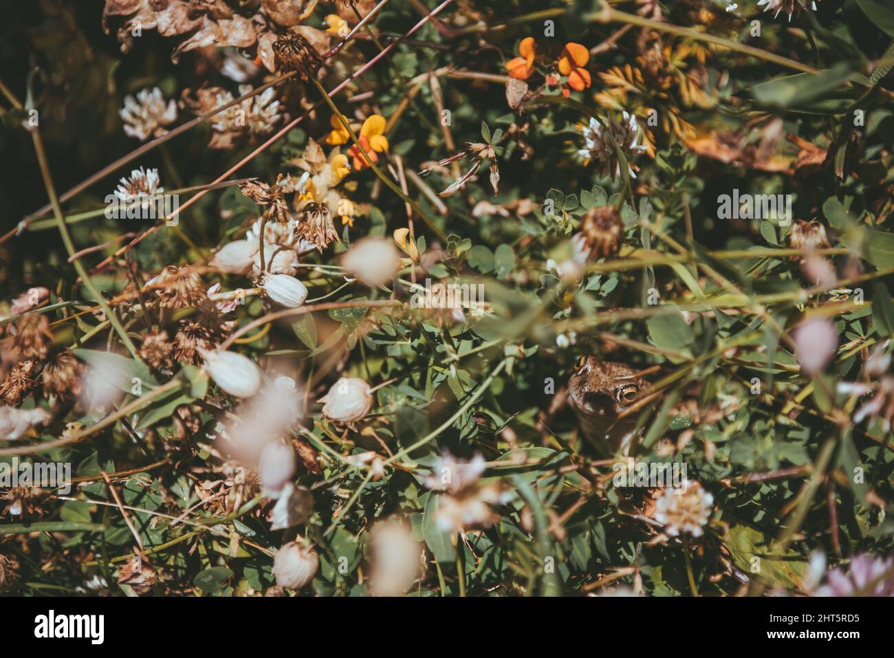 Various flowers intertwined hi-res stock photography and images - Alamy