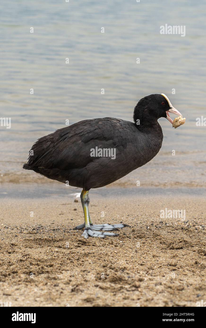 Vertical shot of eurasian coot in beach holding his food with teeth ...