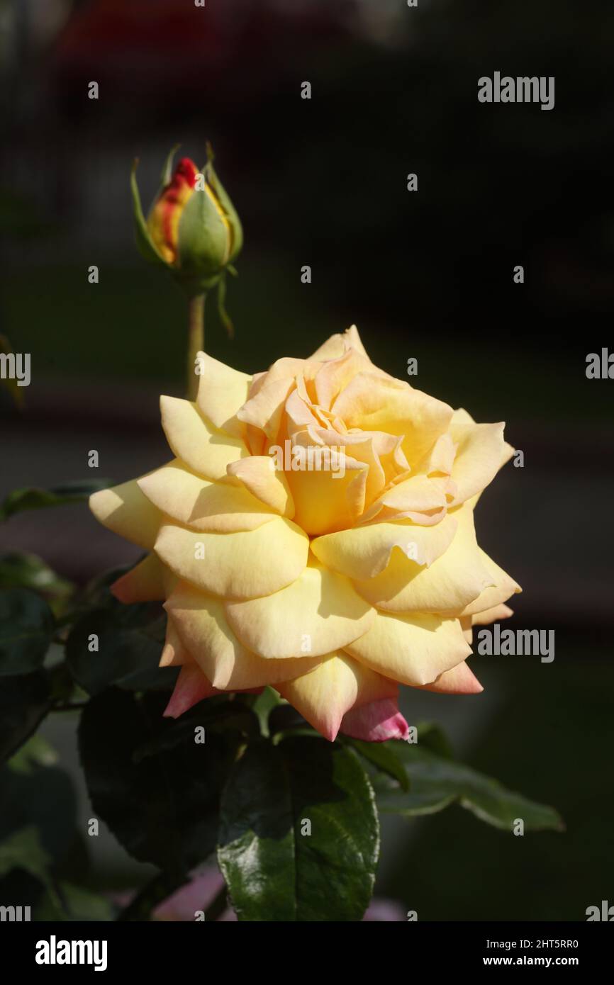 Austrian celebration hi-res stock photography and images - Alamy