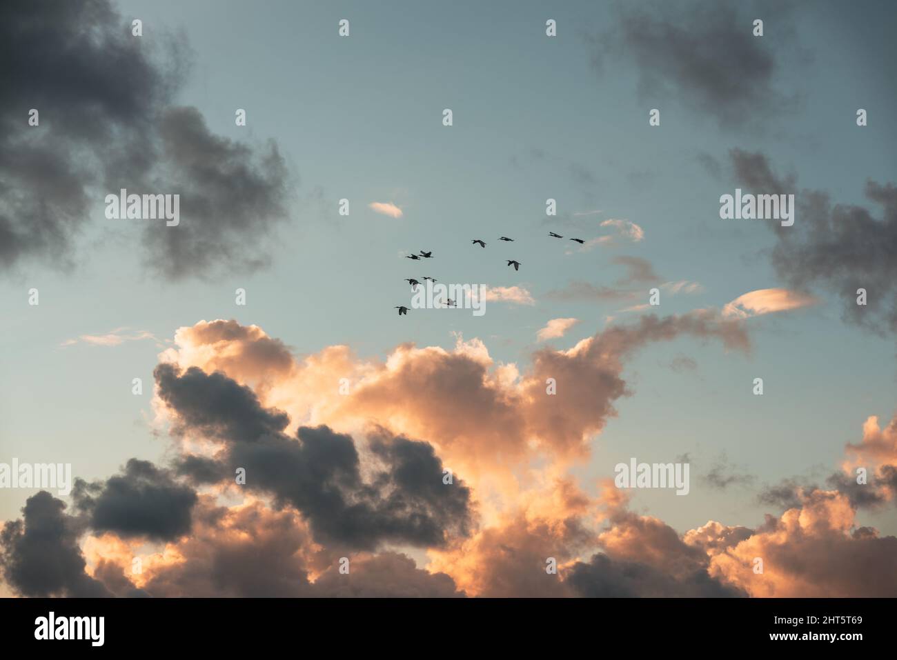 The bottom shot of some birds flying in the cloudy sky Stock Photo - Alamy