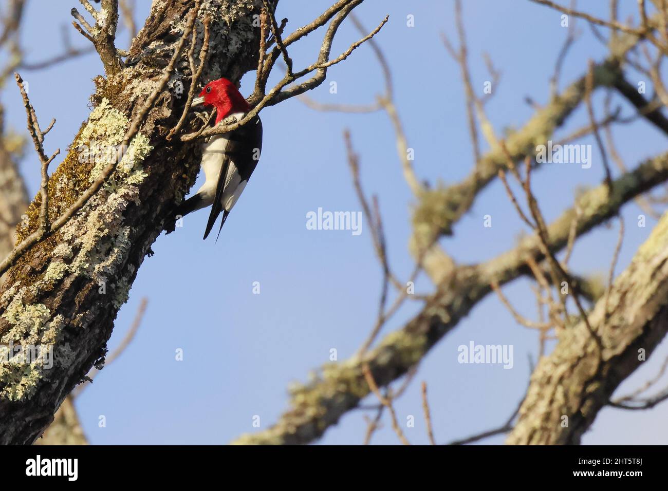 Cute Red-headed woodpecker bird perched on a tree under bright sunlight ...