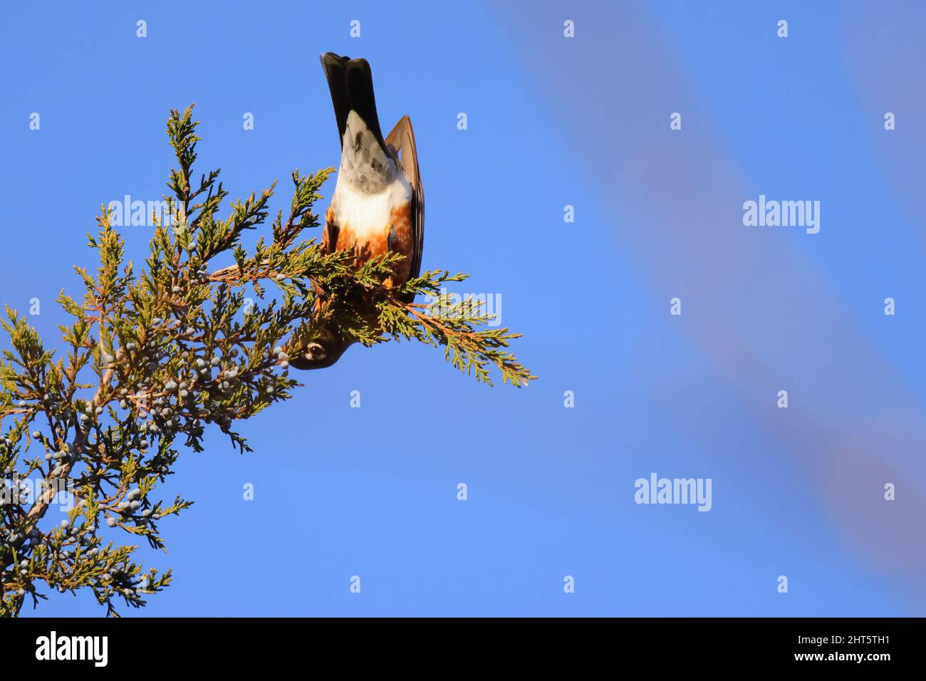 Cute American robin songbird perched on a pine tree in the forest Stock ...