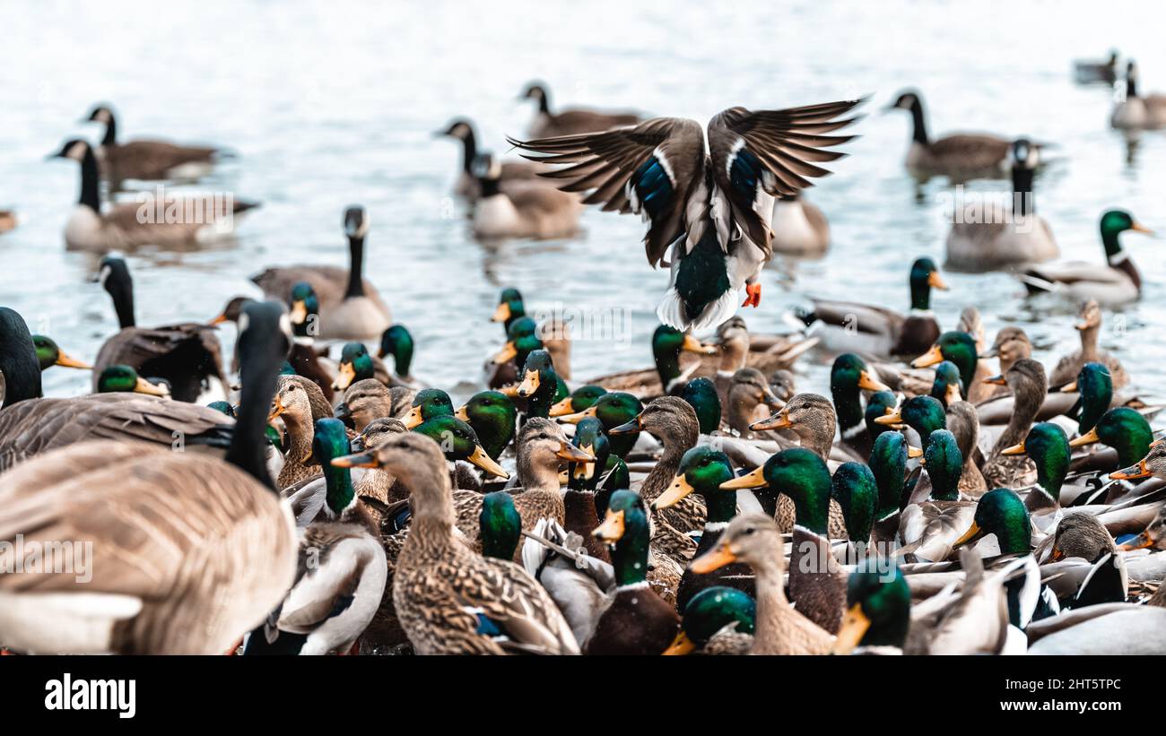 Flock mallard duck on hi-res stock photography and images - Alamy