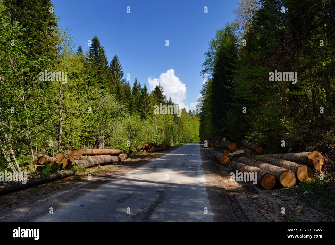Beautiful view of a road surrounded by trees Stock Photo - Alamy