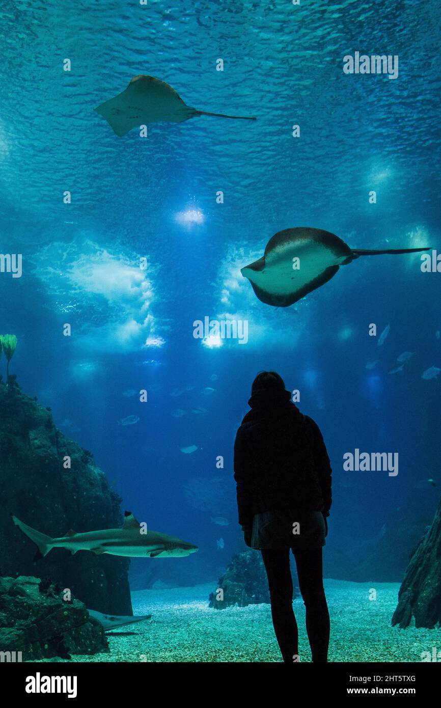 Vertical shot of the female person looking at the various fishes and ...