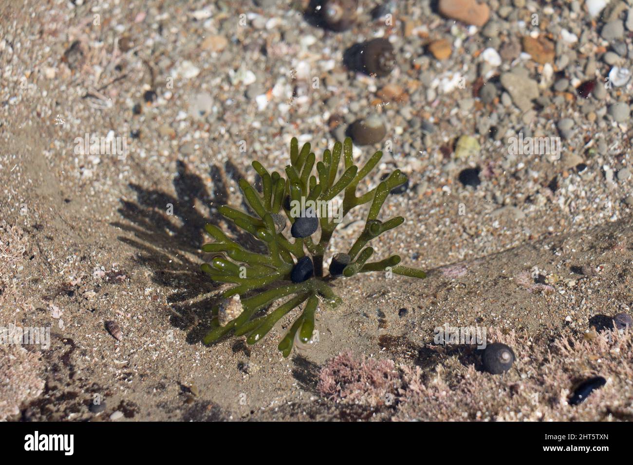 Sea snails in rock pool hi-res stock photography and images - Alamy