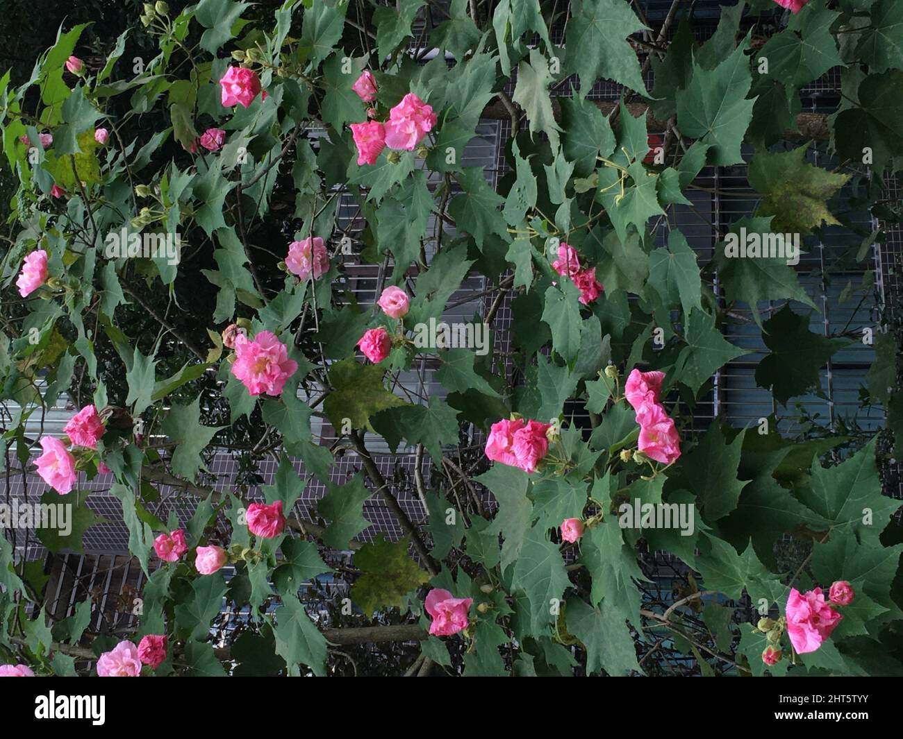 Confederate rose hi-res stock photography and images - Alamy