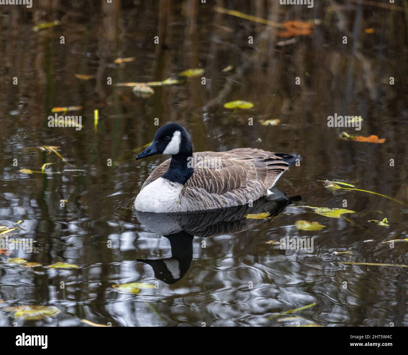 Goose swimming in calm water with visible reflection on the surface ...