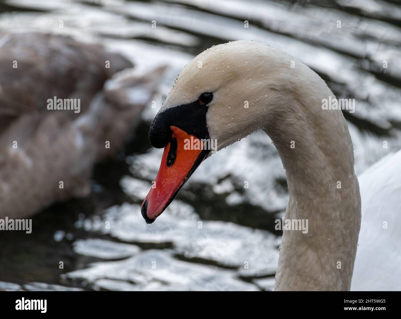 Closeup shot of the head and neck of male swan Stock Photo - Alamy