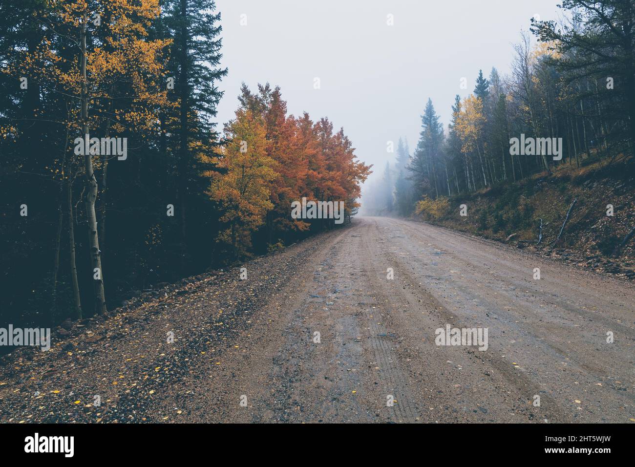 Road surrounded by autumn trees in Colorado Stock Photo - Alamy