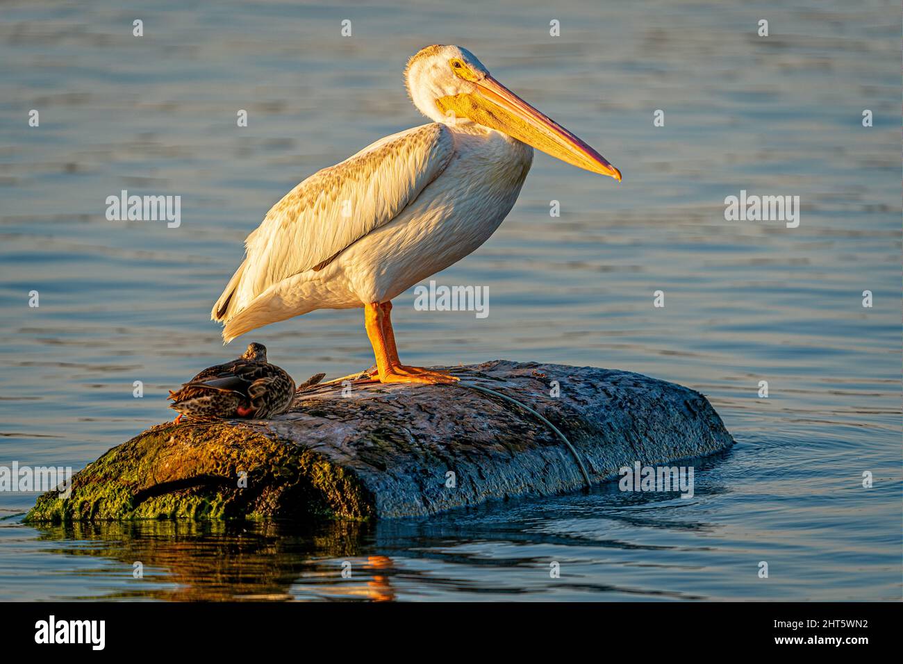American white pelican on a log in Windsor Lake Stock Photo - Alamy