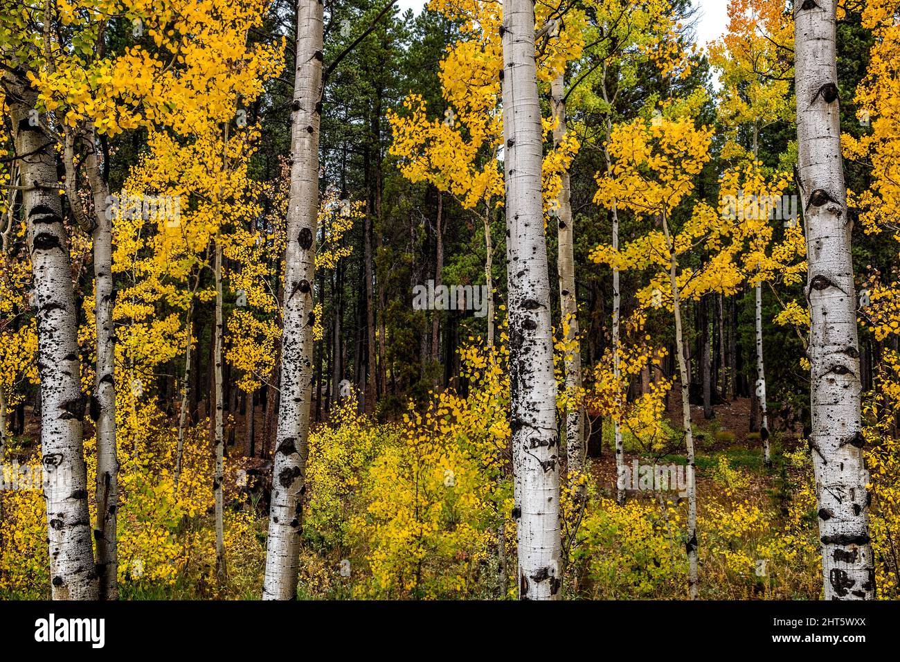 Aspen trees in the Fall in Colorado Stock Photo - Alamy
