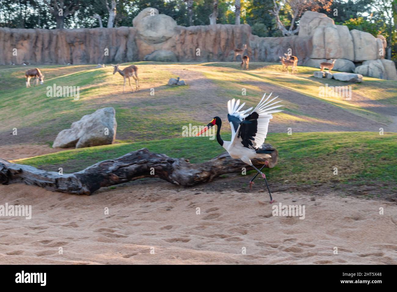 Saddle-billed stork in the zoo Stock Photo - Alamy