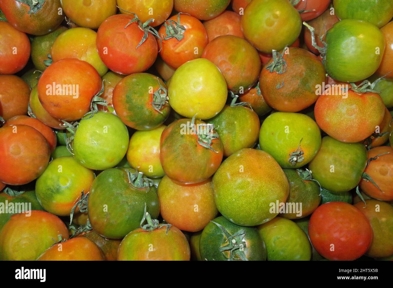 Camona tomatoes for sale at an market desk Stock Photo - Alamy