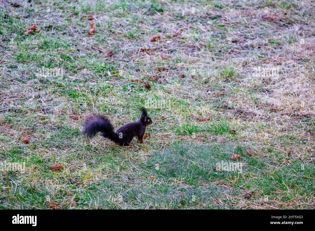 Squirrel running cartoon hi-res stock photography and images - Alamy