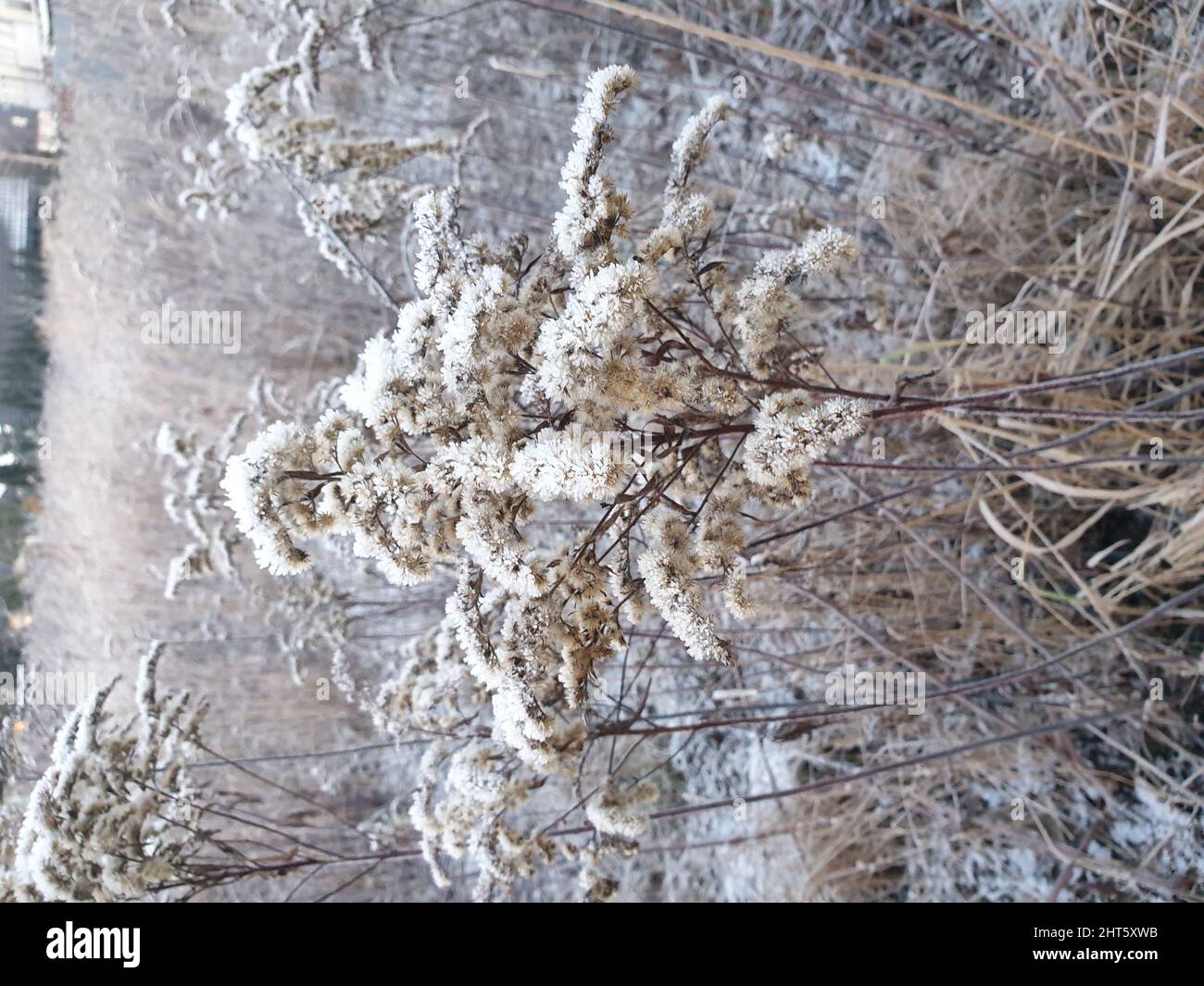 Shallow focus shot of Solidago plants covered with snow on a winter day ...