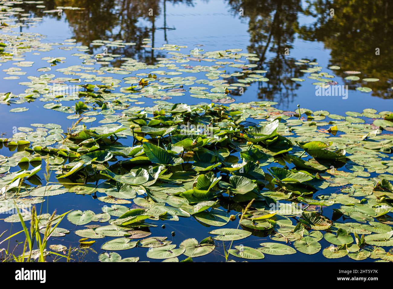 Closeup of Lily Pads Stock Photo - Alamy