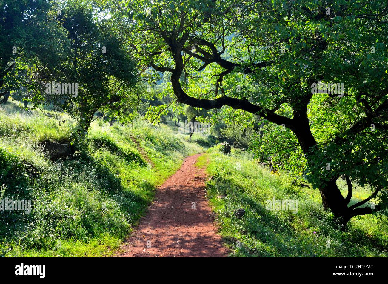 Beautiful narrow path in a forest in summer Stock Photo - Alamy
