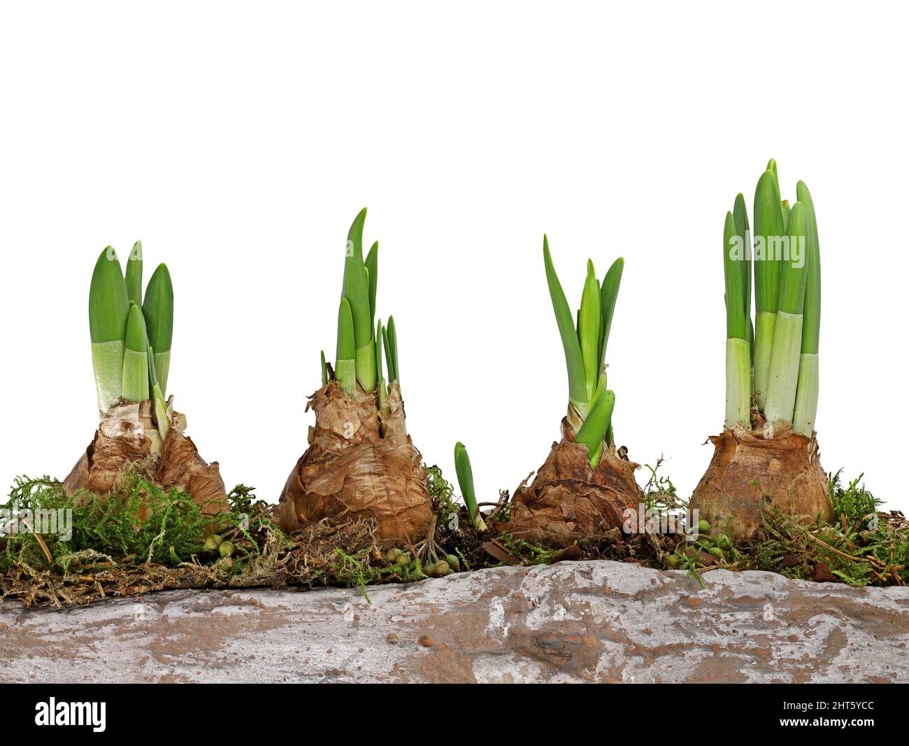 young sprouted flower bulbs of daffodils in a line planted in pot with ...