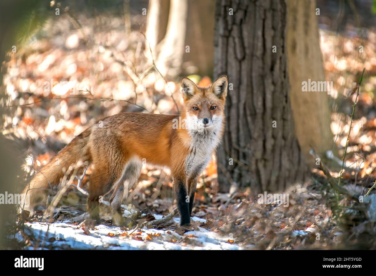 Close up of a beautiful wild Red Fox standing in a forest in the ...