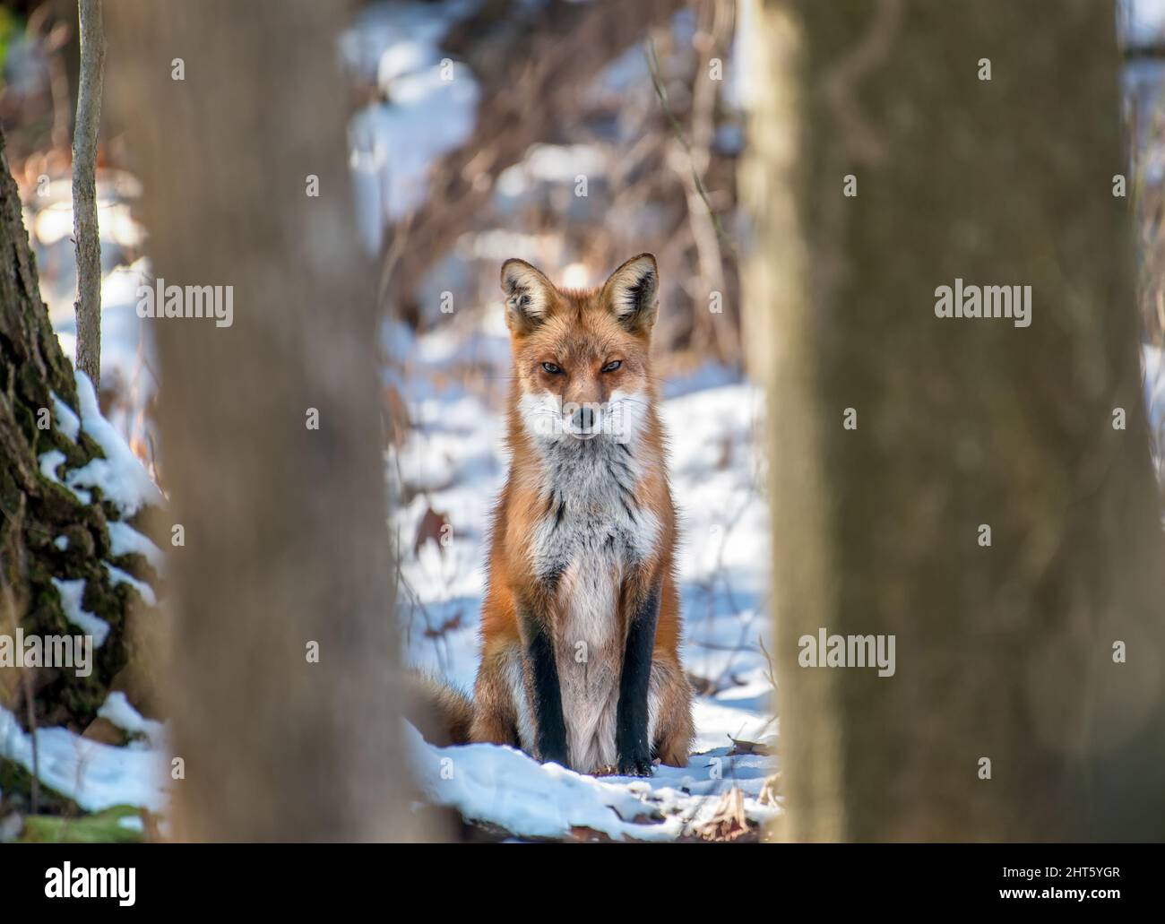 Intimate high-definition portrait of a Wild Red Fox sitting in the snow ...