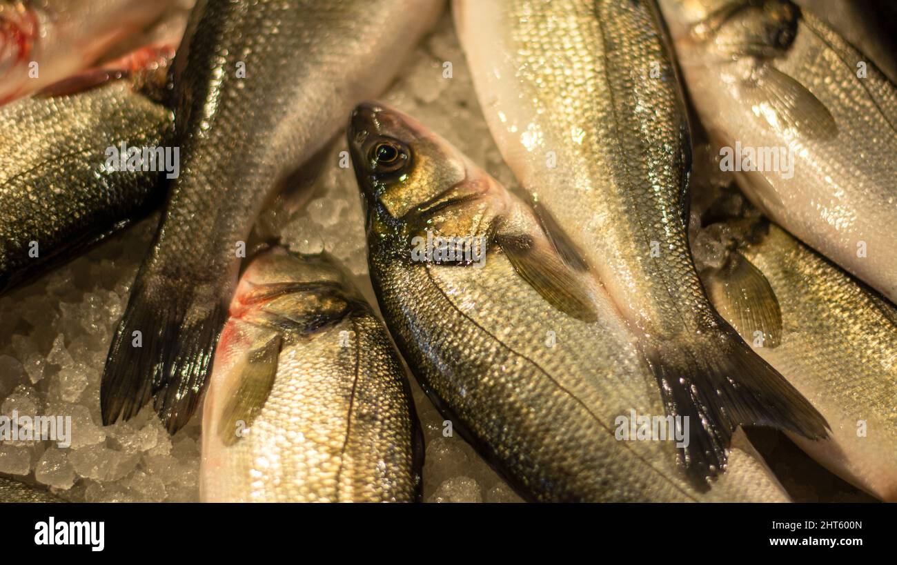 fresh sea bass caught by fishermen in the night Stock Photo - Alamy