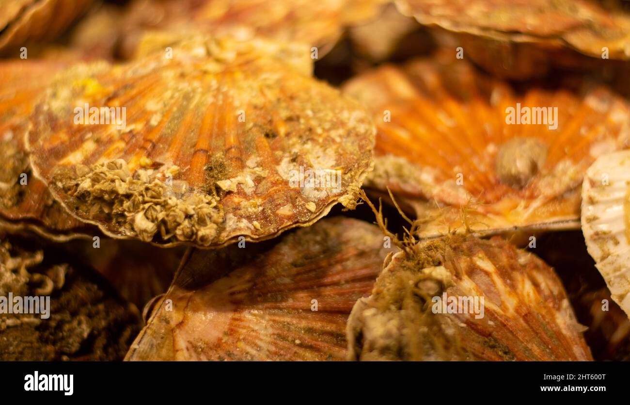 Freshly caught crabs and lobsters hi-res stock photography and images ...