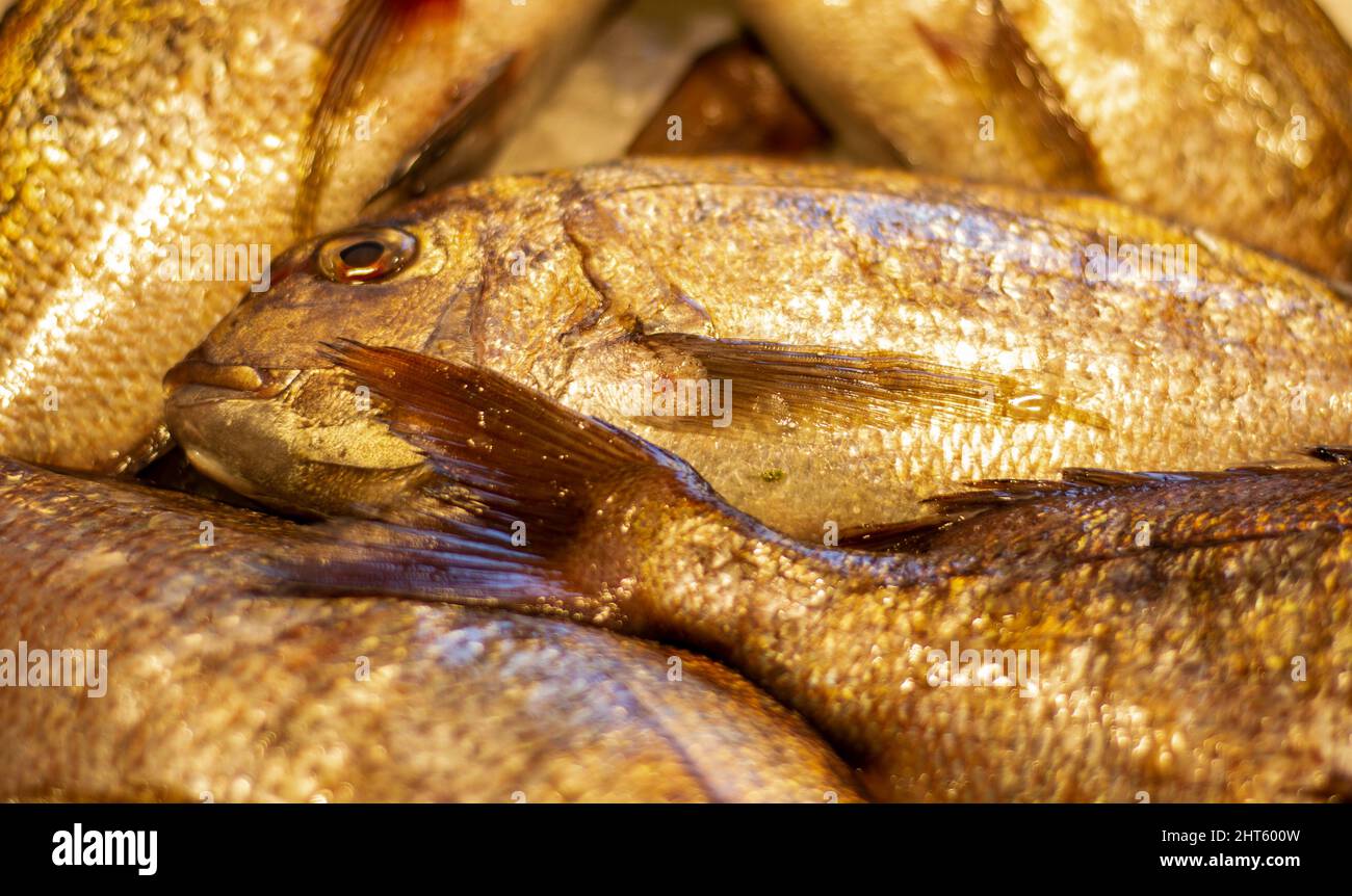 beautiful wild sea bream freshly caught Stock Photo - Alamy