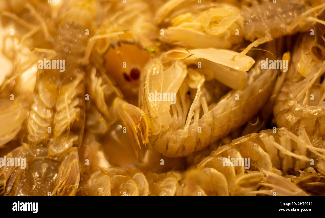 the mantis shrimp delicious shellfish for the palate Stock Photo - Alamy