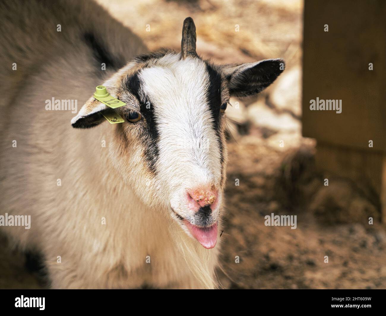 Goat looking in the camera at Kansas City Zoo in the USA Stock Photo ...