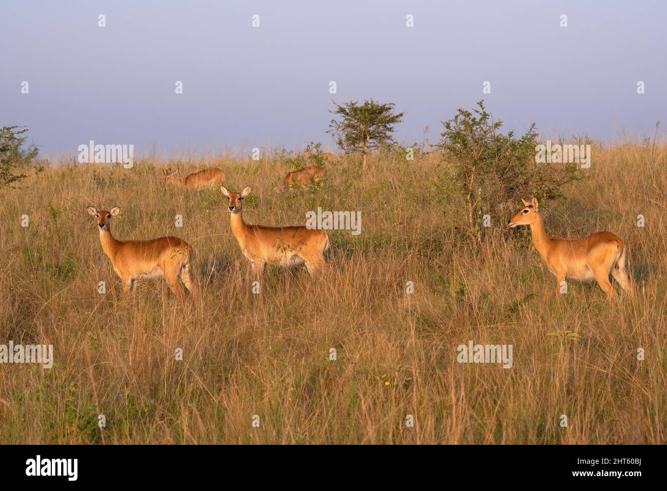 Closeup shot of kobs in the national park of Uganda Stock Photo - Alamy