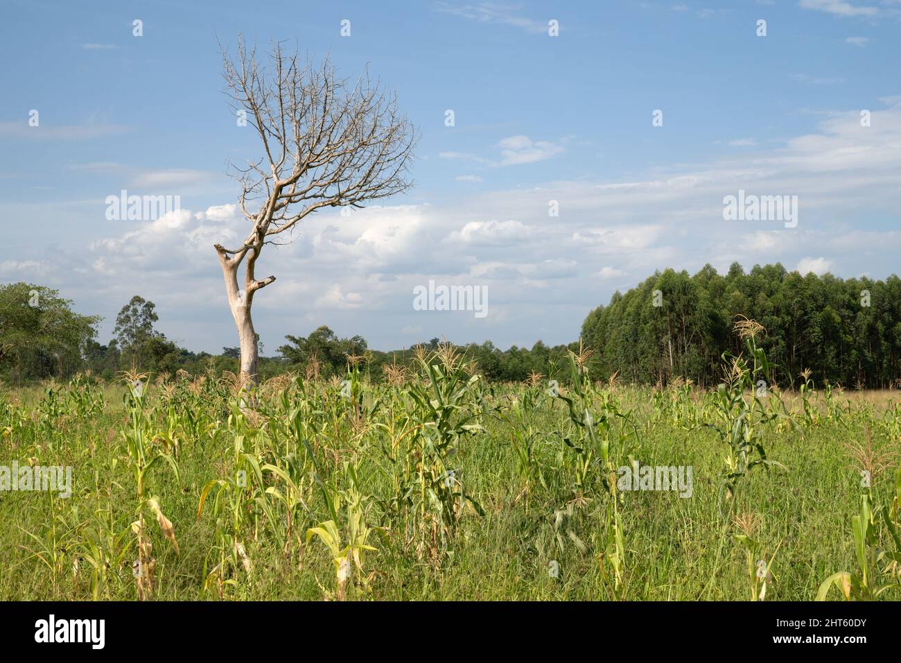 Uganda forest aerial hi-res stock photography and images - Alamy