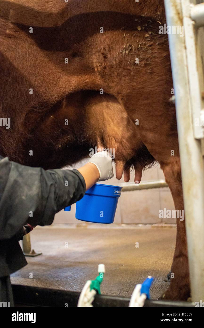 Vertical shot of the process of the milking of the cow Stock Photo - Alamy