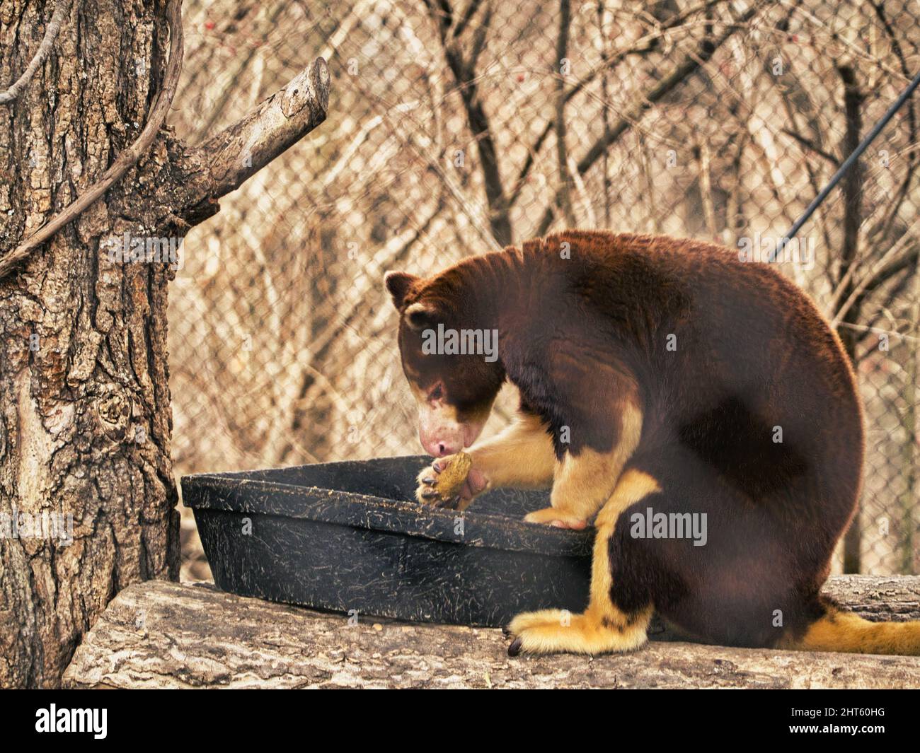 Tree kangaroo at Kansas City Zoo in the USA Stock Photo - Alamy