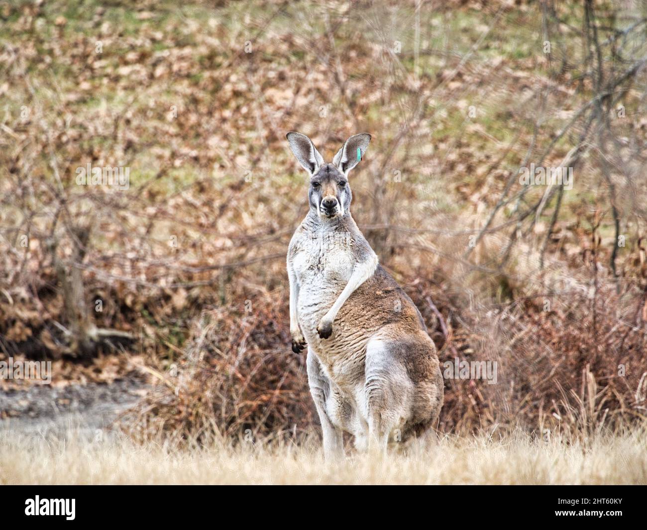 Kangaroo at Kansas City Zoo in the USA Stock Photo - Alamy
