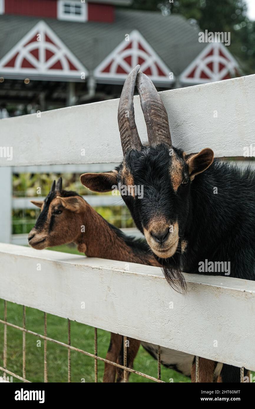 Closeup of goats in the zoo Stock Photo - Alamy