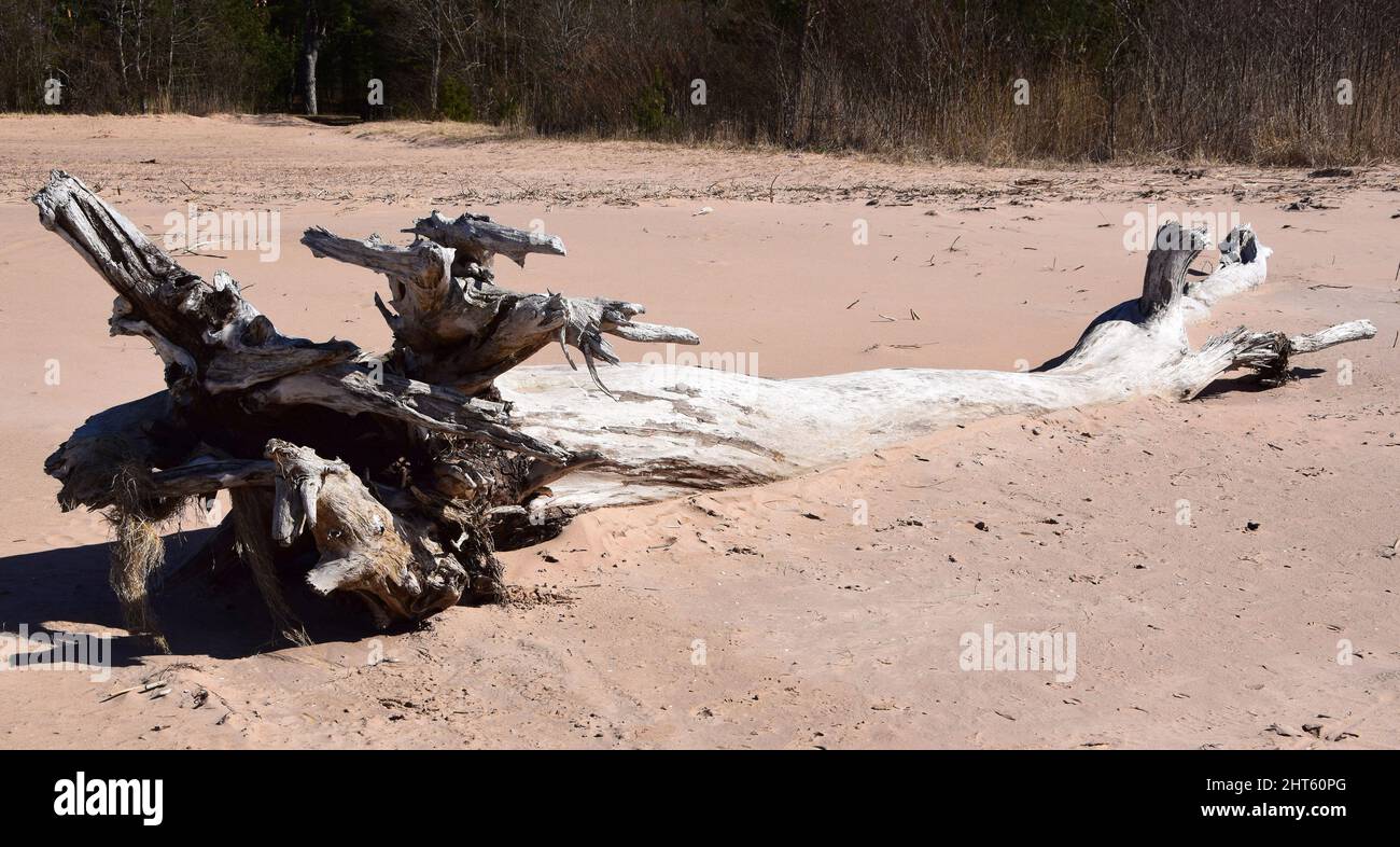 Old dry log on a sandy coast Stock Photo - Alamy