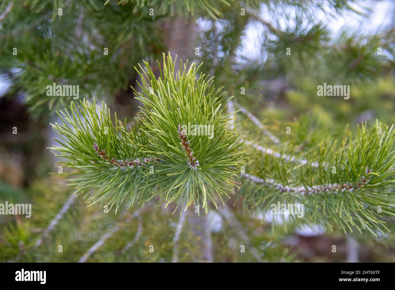 Closeup shot of pine needles on a blurry background Stock Photo - Alamy