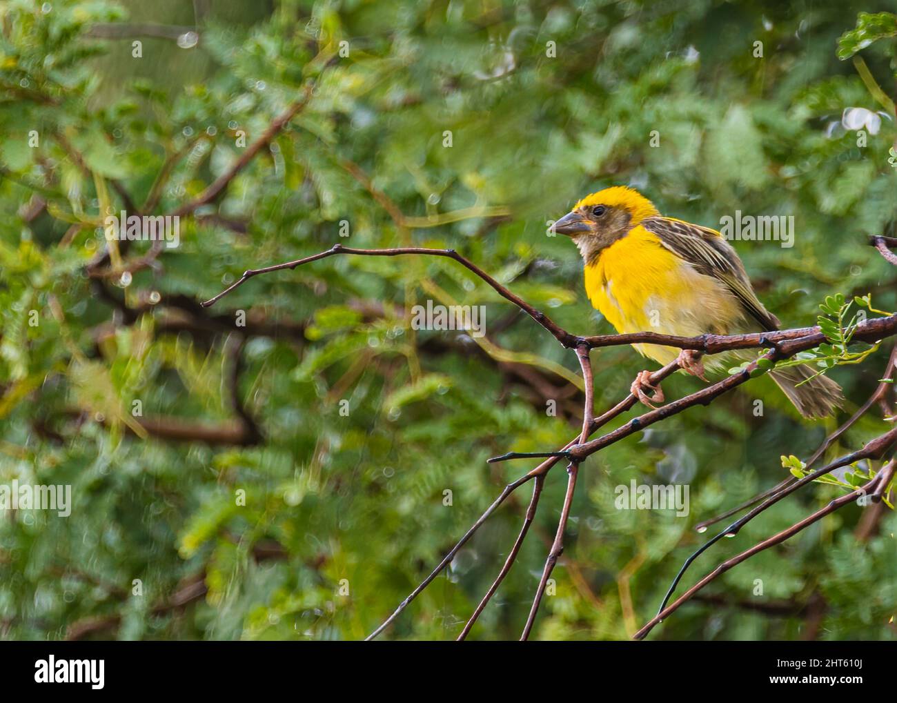 Closeup of a Weaver bird on a tree resting after a rain Stock Photo - Alamy