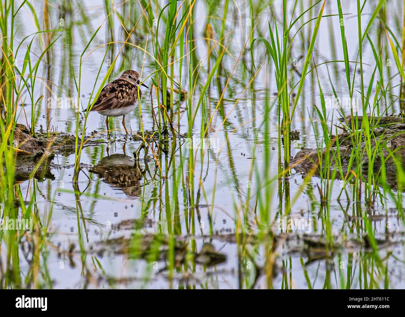 Mire snipe hi-res stock photography and images - Alamy