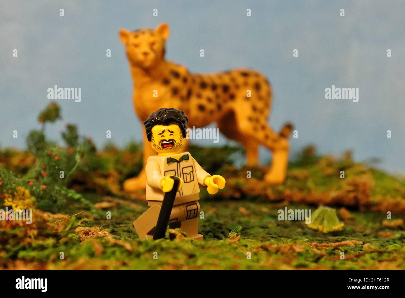 Closeup shot of a hiking male Lego figure on a forest set Stock Photo ...