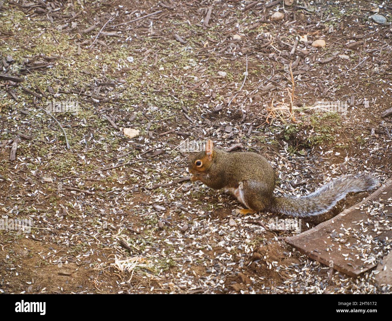 Fox (brown) squirrel at Ernie Miller Nature Center in Olathe, Kansas ...
