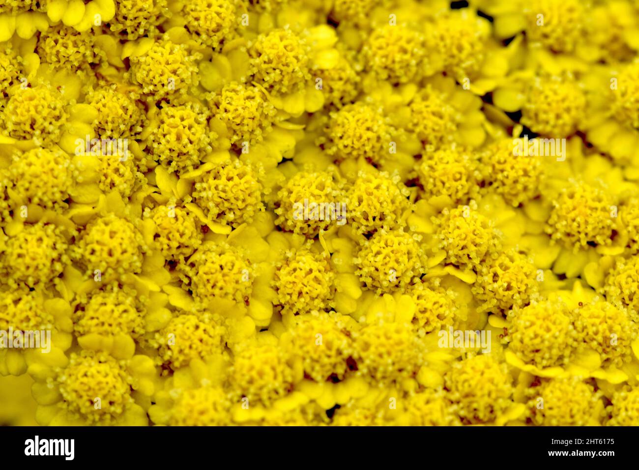 Up yarrows nature a hi-res stock photography and images - Alamy