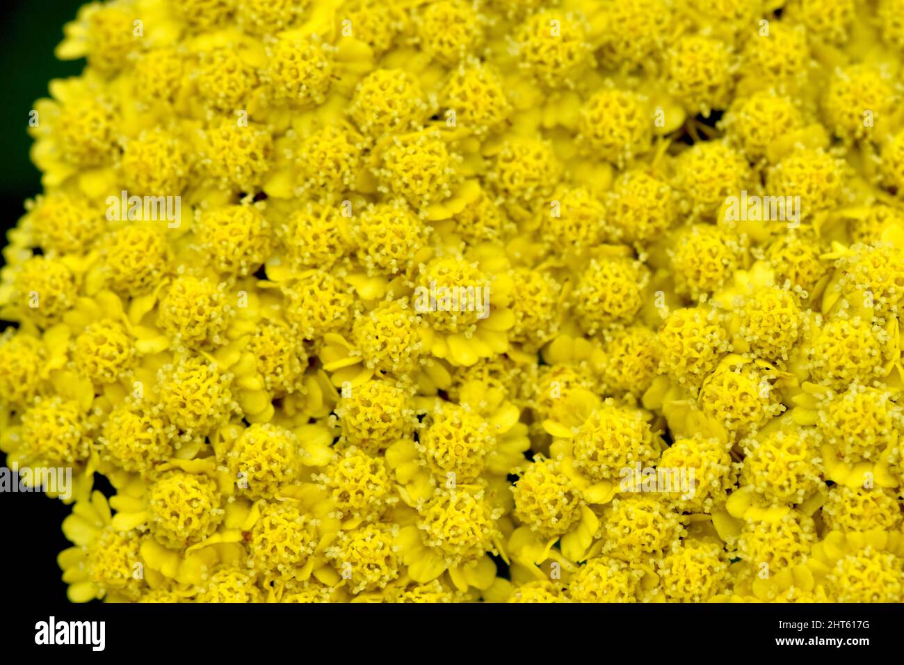 Up yarrows nature a hi-res stock photography and images - Alamy